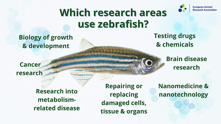 Why zebrafish are used in animal research | EARA